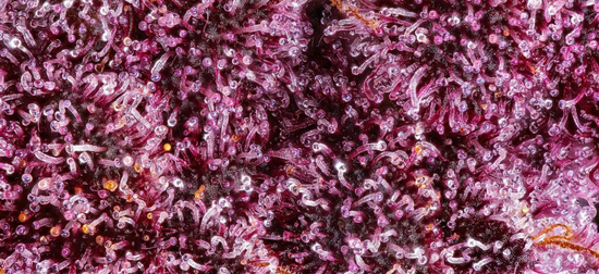 DOE Medical l Personalised Healthcare and Advanced Treatments – DOE-Medical