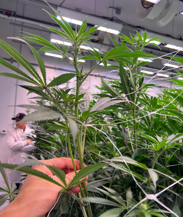 DOE Medical l Personalised Healthcare and Advanced Treatments – DOE-Medical